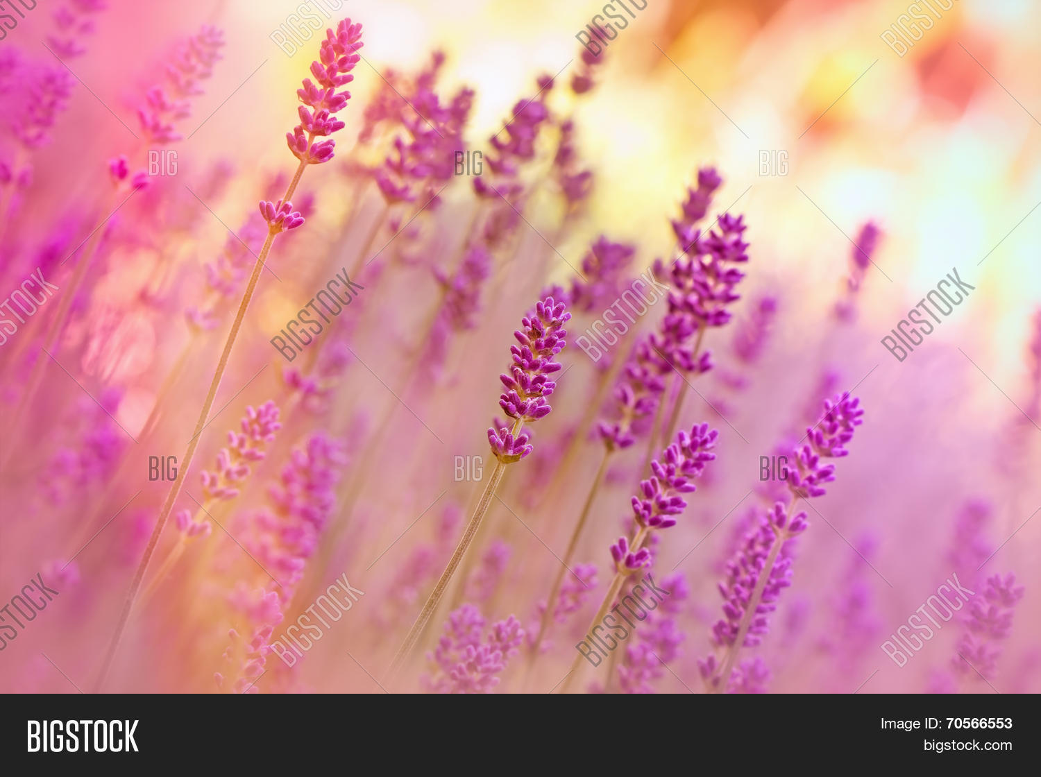 Lavender Flower Garden Image & Photo (Free Trial) | Bigstock