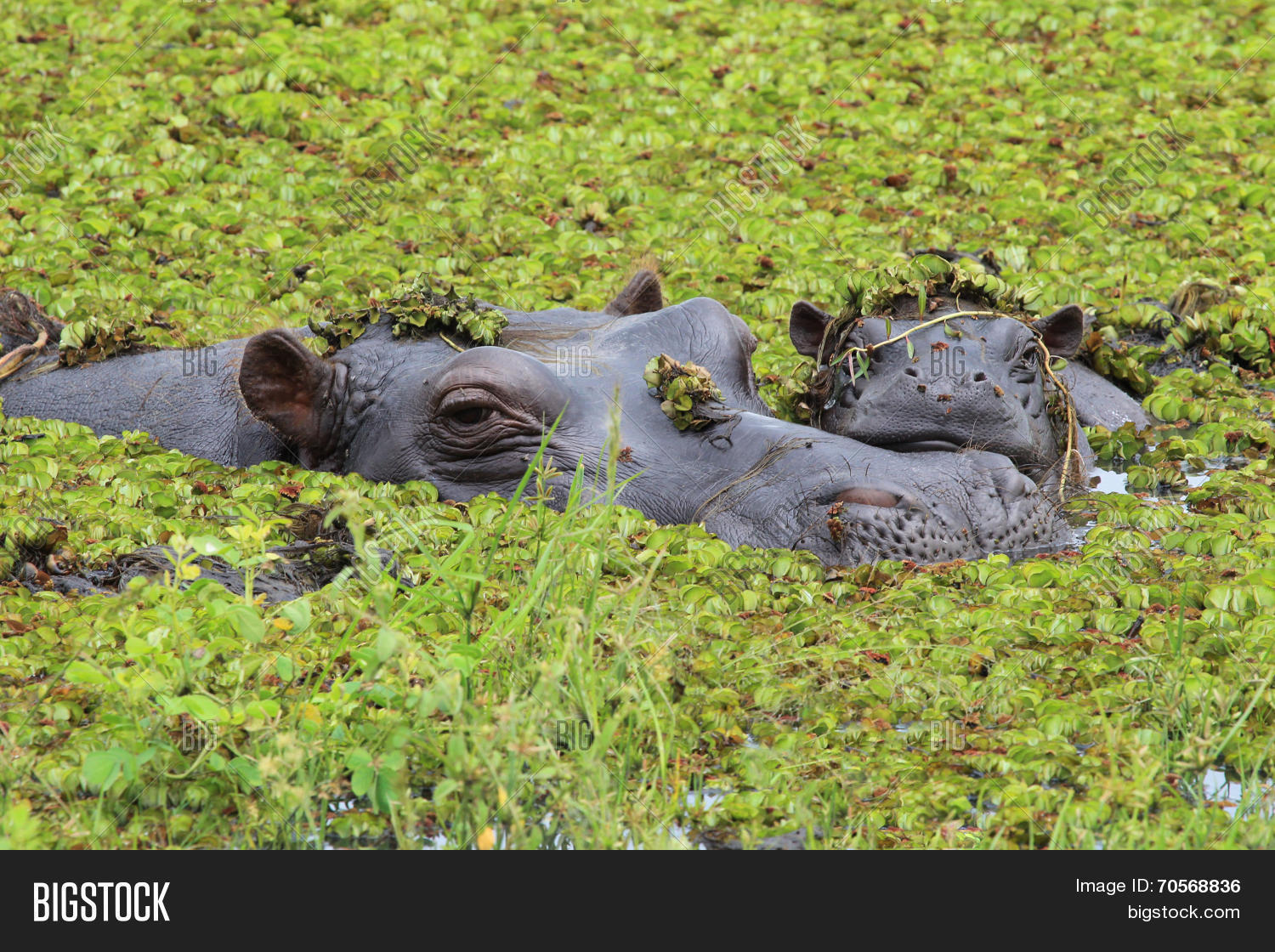 Mother Baby Hippo Image & Photo (Free Trial) | Bigstock
