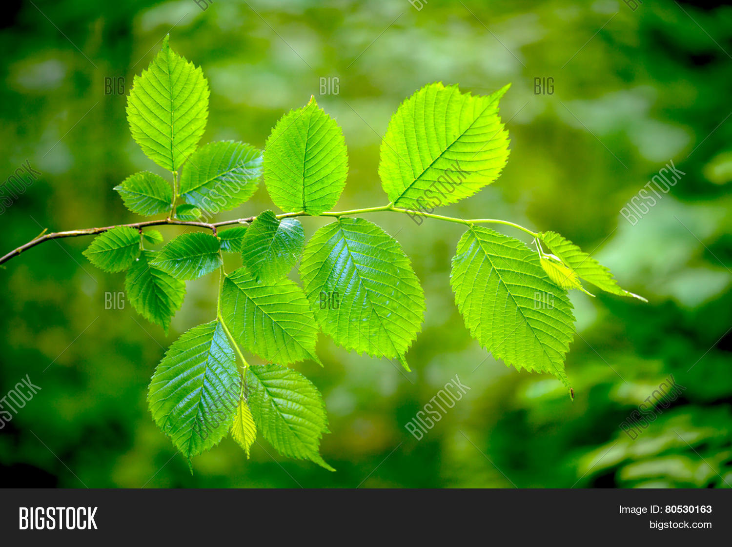 Forest Trees Leaf. Image & Photo (Free Trial) | Bigstock