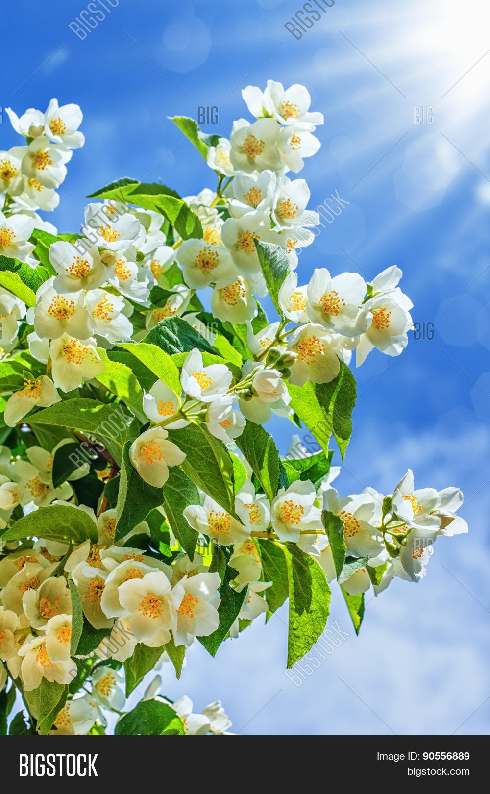 Jasmine Flower Growing Image & Photo (Free Trial) | Bigstock