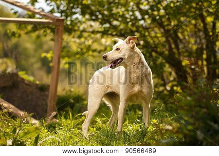 Funny White Dog Turned Image & Photo (Free Trial) | Bigstock