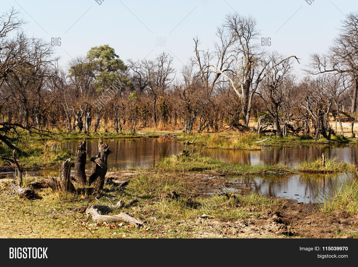 Moremi Game Reserve Image & Photo (Free Trial) | Bigstock