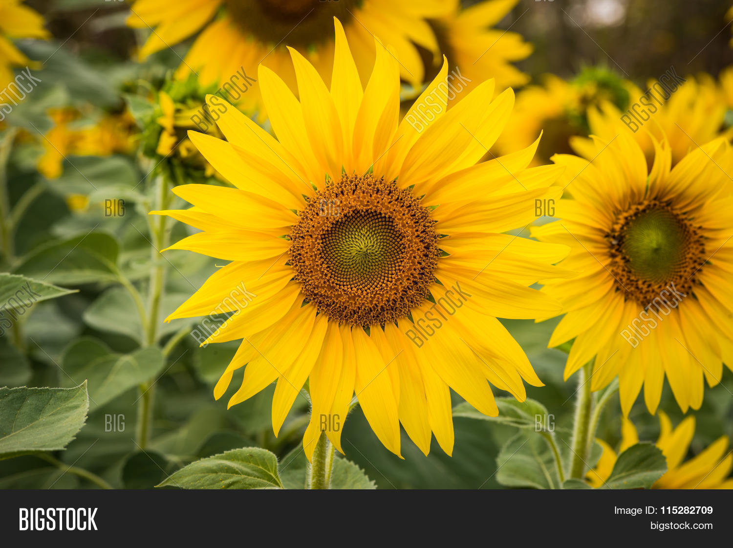 Yellow Sunflower Image & Photo (Free Trial) | Bigstock