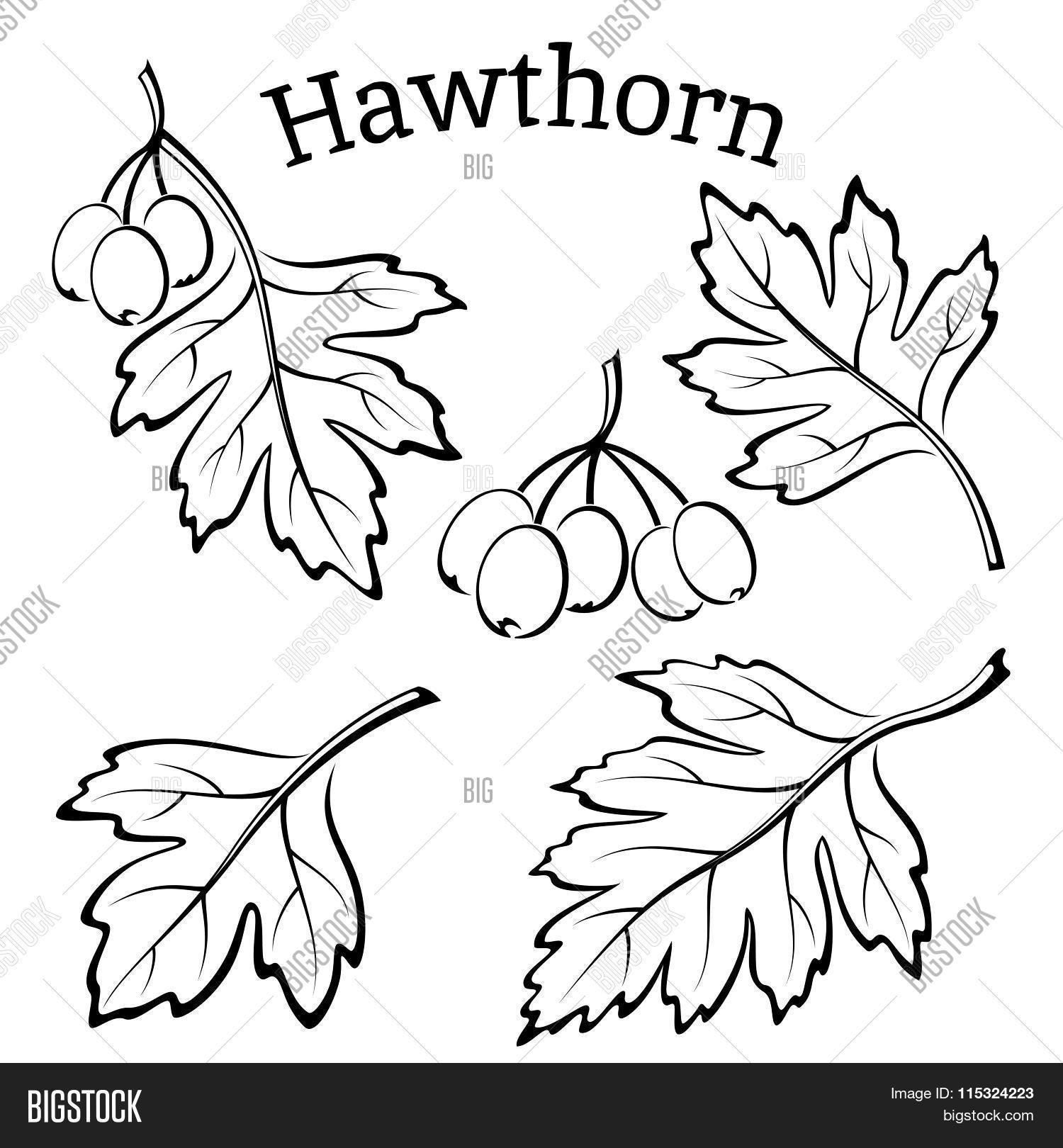 Hawthorn Leaves Vector & Photo (Free Trial) | Bigstock