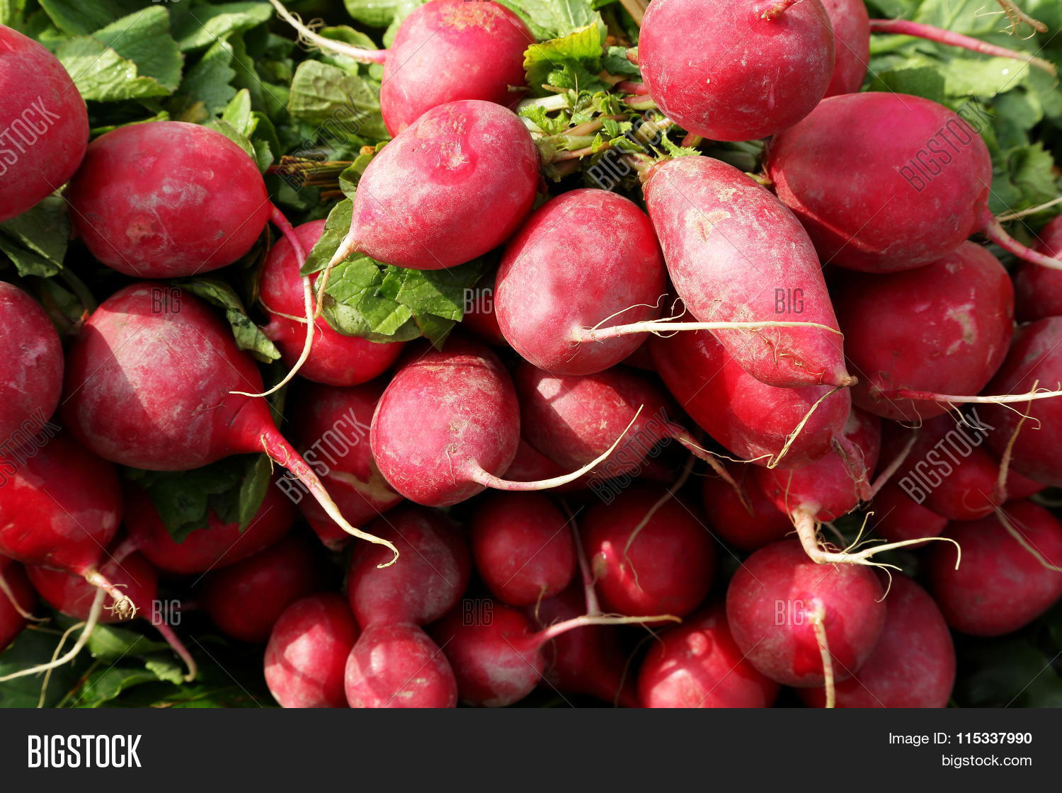 Cherry Belle Radish Image & Photo (Free Trial) | Bigstock
