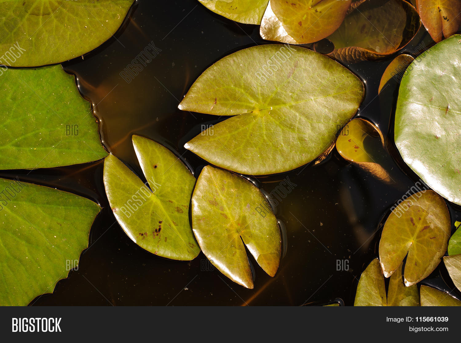 Water Lily Leaf Nature Image & Photo (Free Trial) | Bigstock