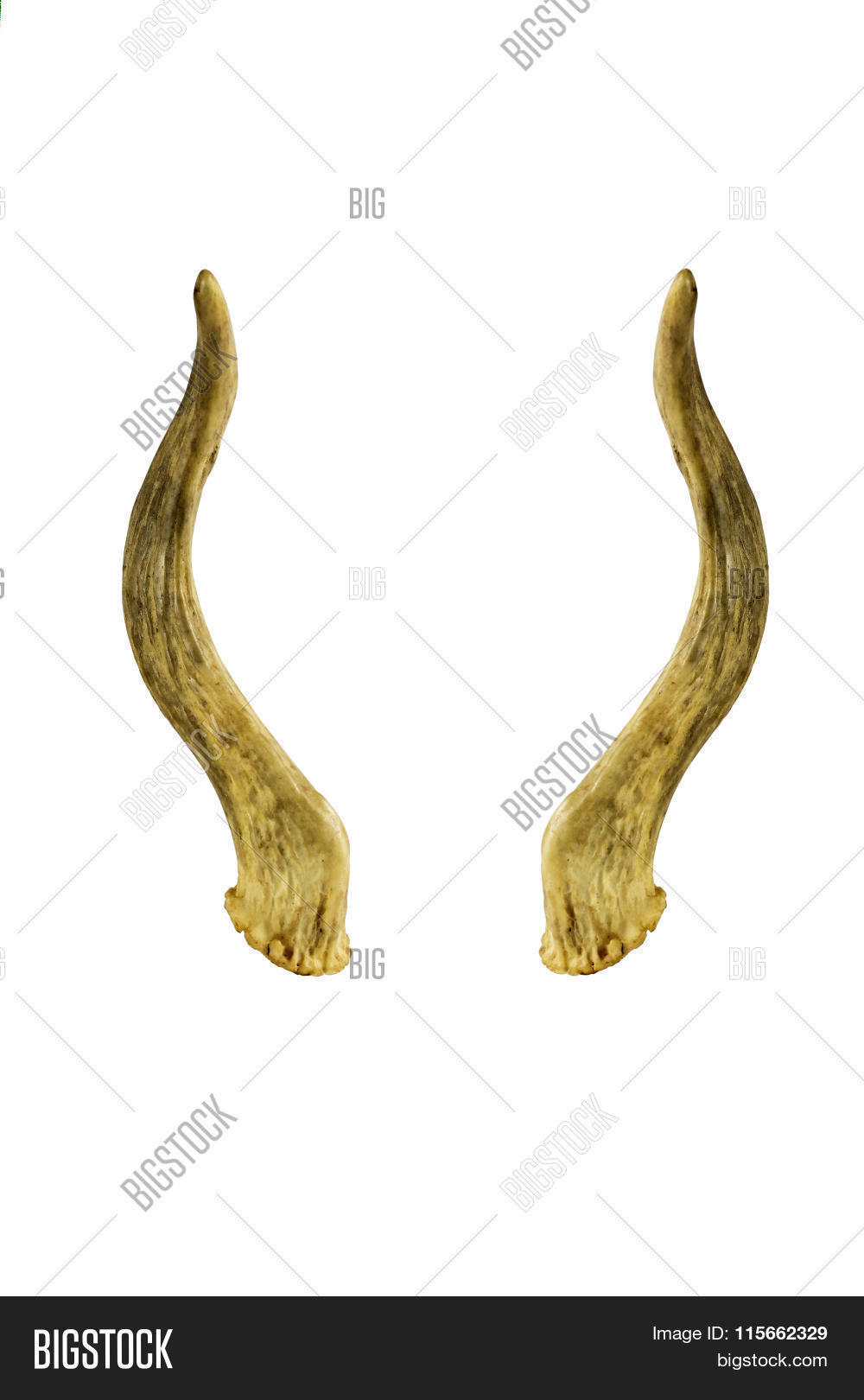 Deer Horns Isolated On Image & Photo (Free Trial) | Bigstock