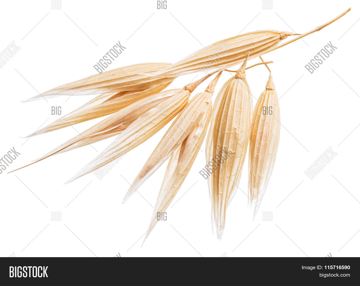 Oat Plant Isolated On Image & Photo (Free Trial) | Bigstock