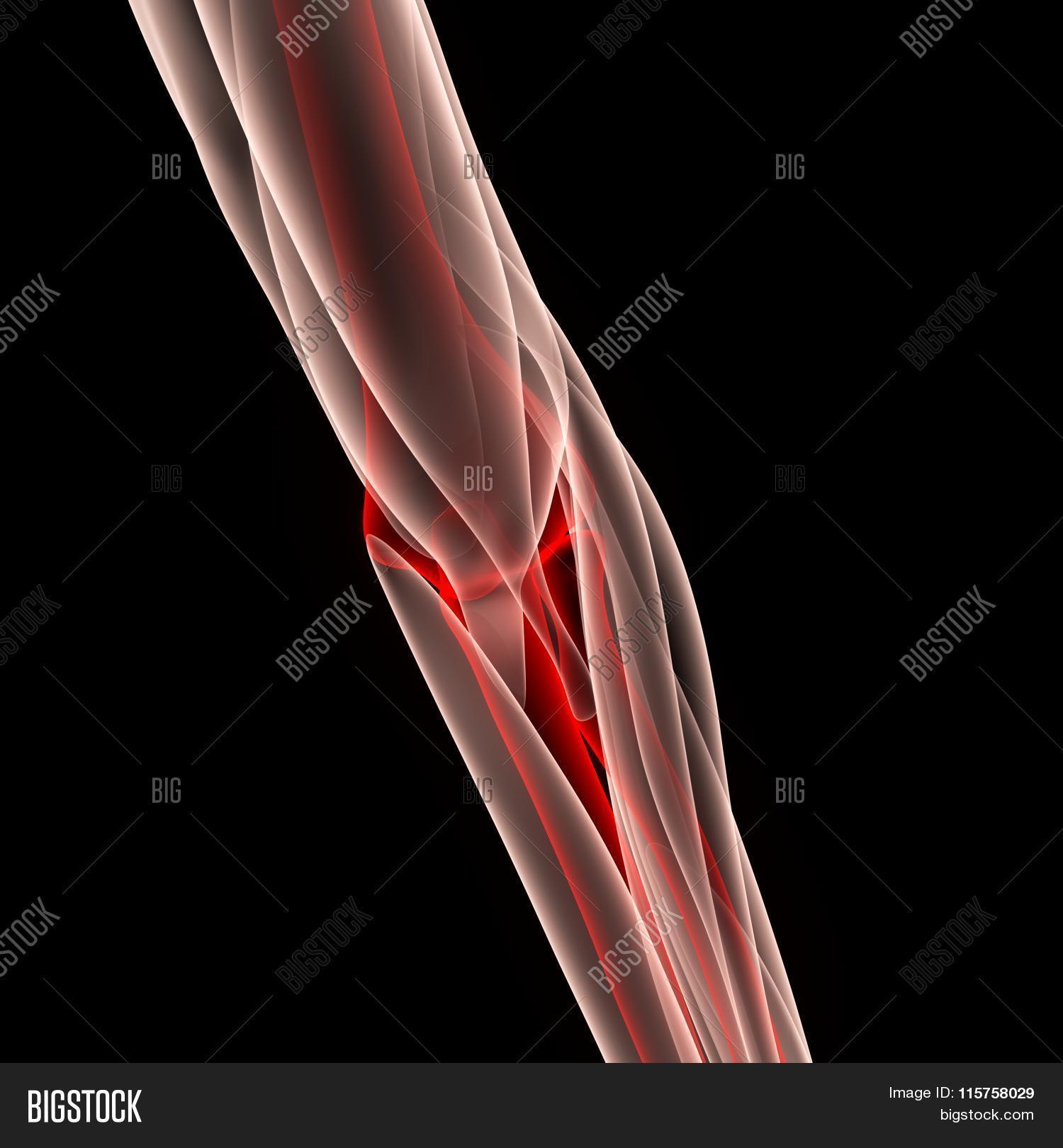 Elbow Joint Muscles Image & Photo (Free Trial) | Bigstock