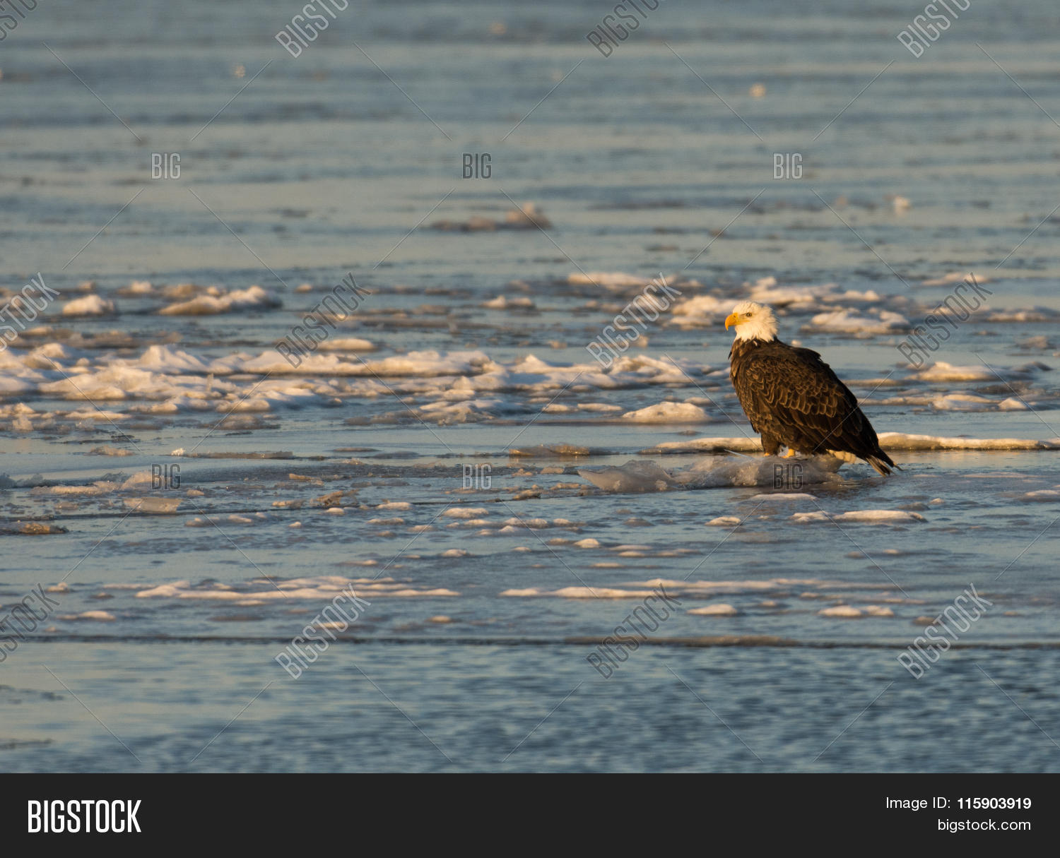 Bald Eagle On Ice Image & Photo (Free Trial) | Bigstock