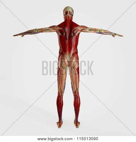 Anatomy Back Image & Photo (Free Trial) | Bigstock