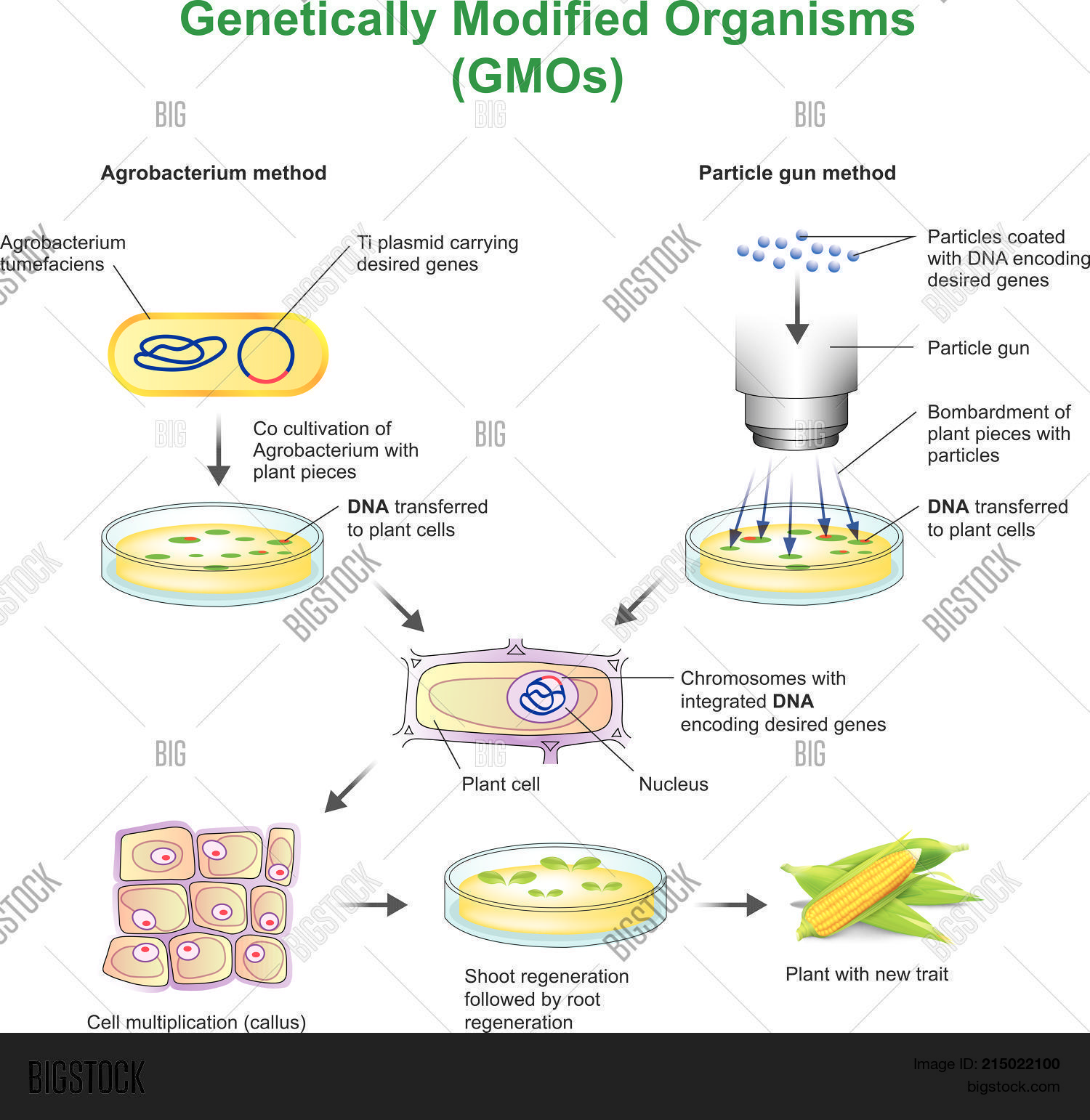 Genetically Modified Vector & Photo (Free Trial) | Bigstock