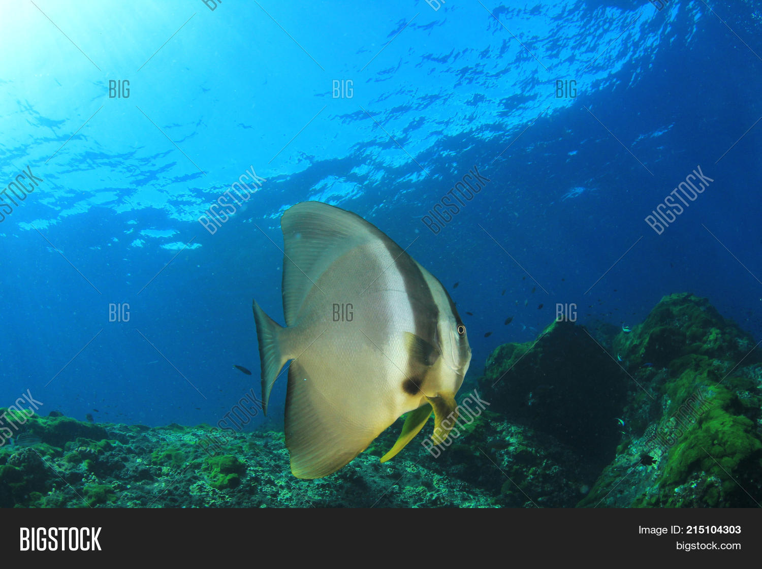 Longfin Spadefish Fish Image & Photo (Free Trial) | Bigstock