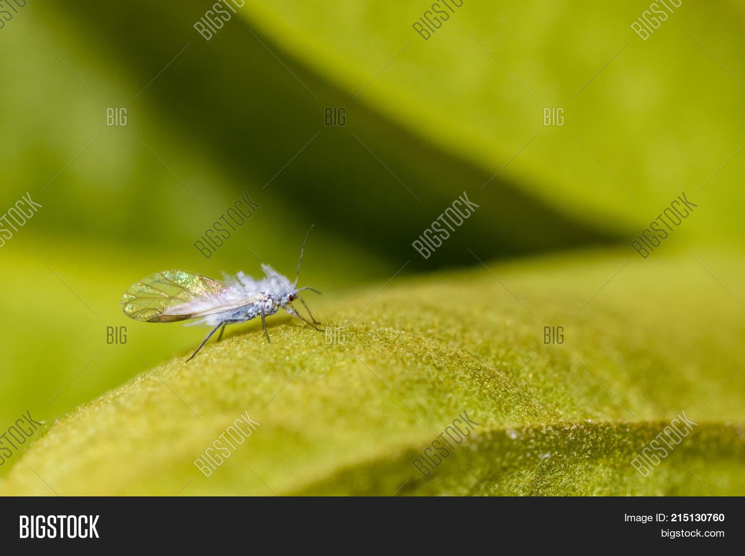 Woolly Apple Aphid Image & Photo (Free Trial) | Bigstock