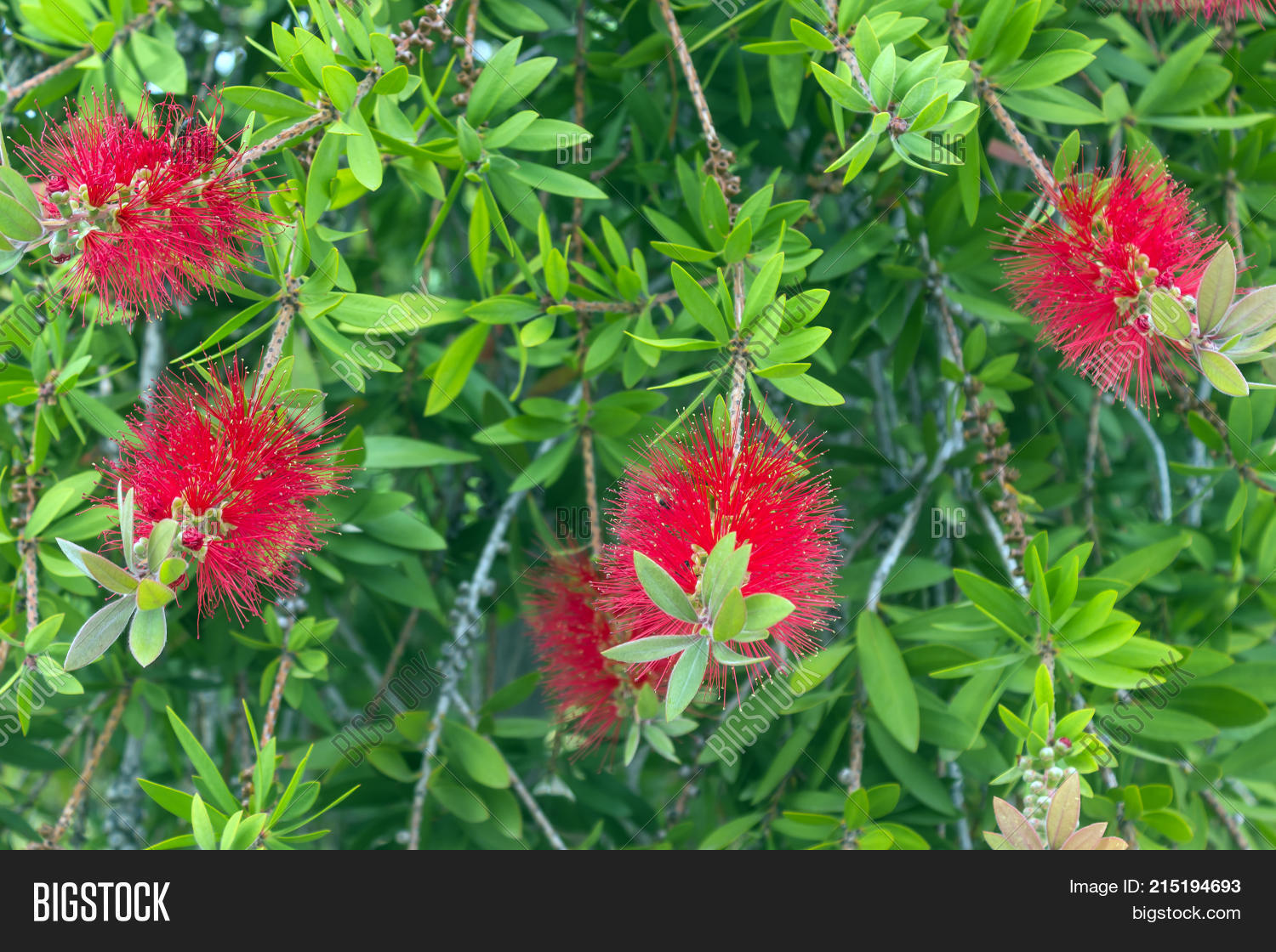 Red Fluffy Flowers Image & Photo (Free Trial) | Bigstock