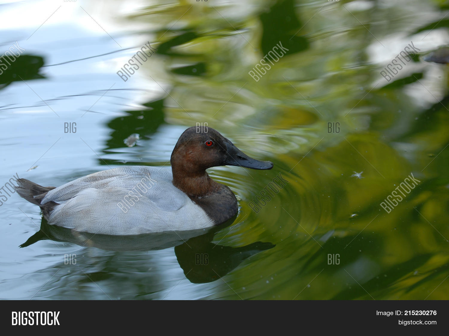 Male Canvasback Duck Image & Photo (Free Trial) | Bigstock
