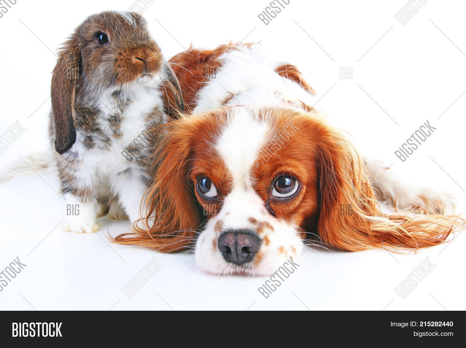 Dog Rabbit Together. Image & Photo (Free Trial) | Bigstock