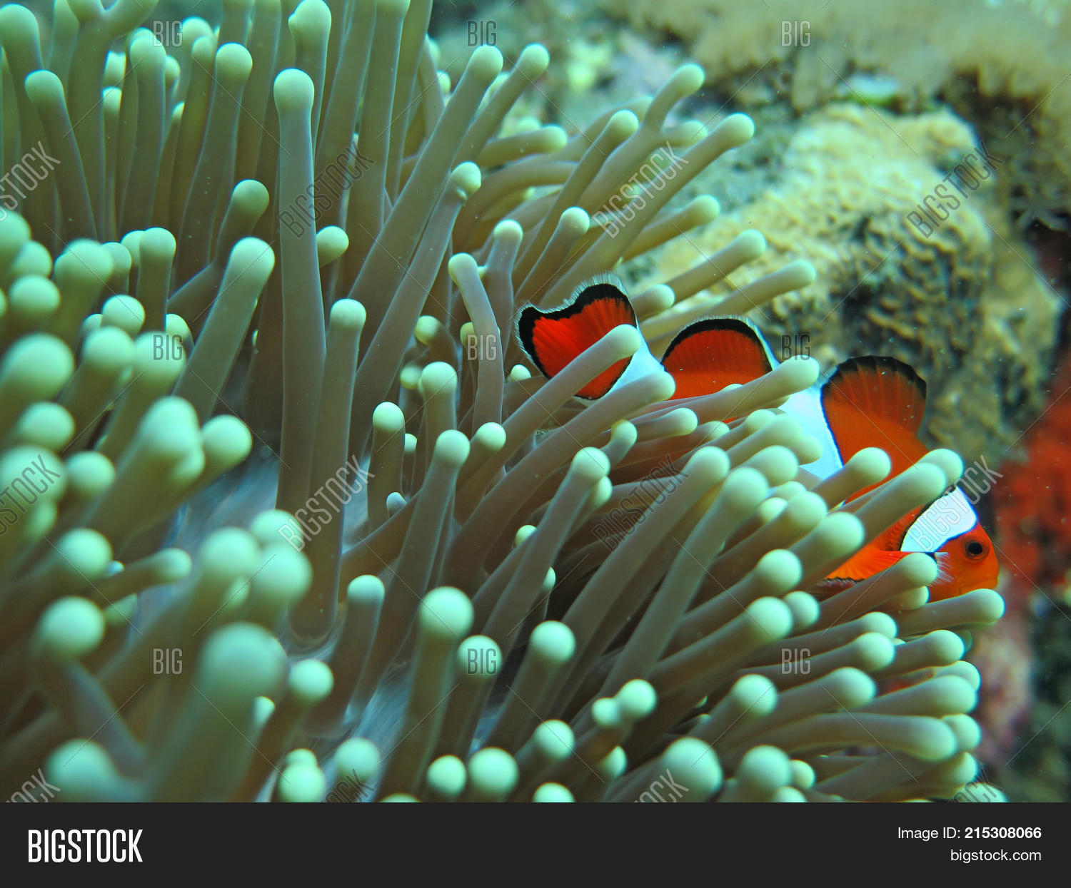 Orange Nemo Clown Fish Image & Photo (Free Trial) | Bigstock
