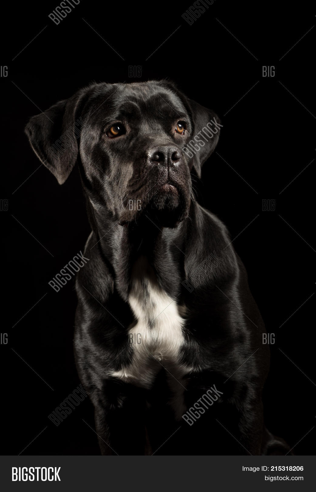 Portrait Cane Corso Image & Photo (Free Trial) | Bigstock