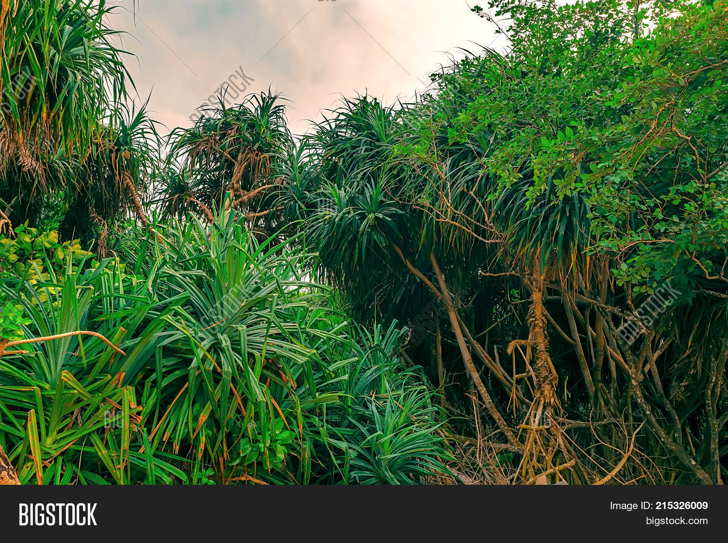 Screw Pine Pandanus Image & Photo (Free Trial) | Bigstock