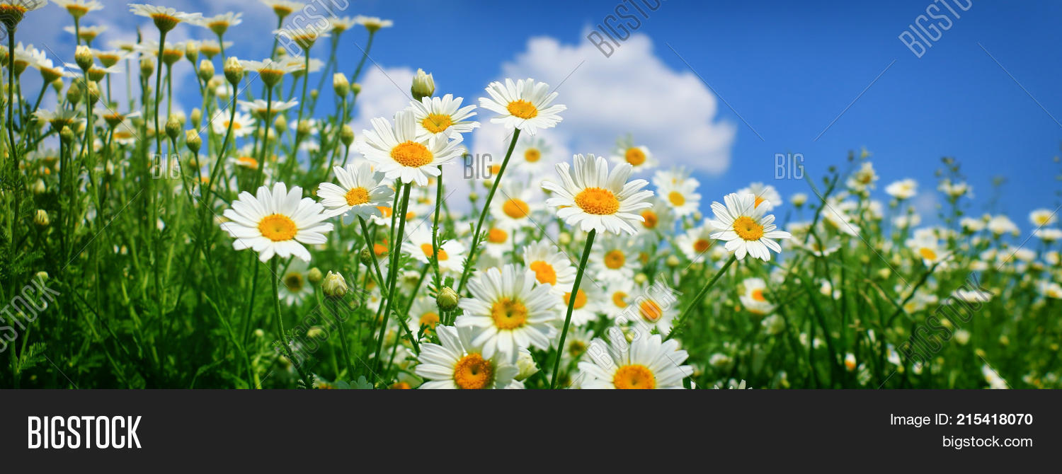 Daisy Field Closeup Image & Photo (Free Trial) | Bigstock