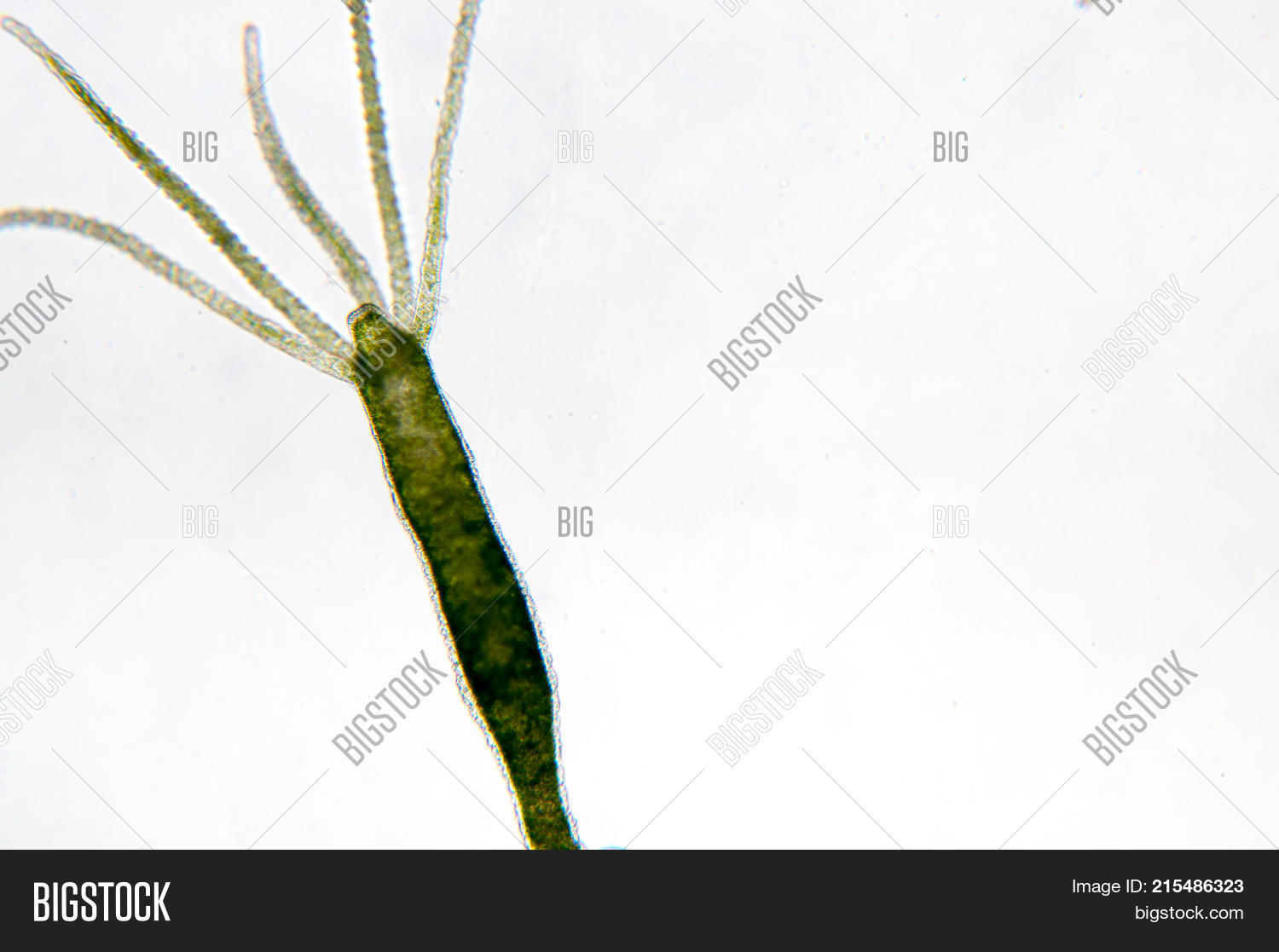 Hydra Genus Small Image & Photo (Free Trial) | Bigstock