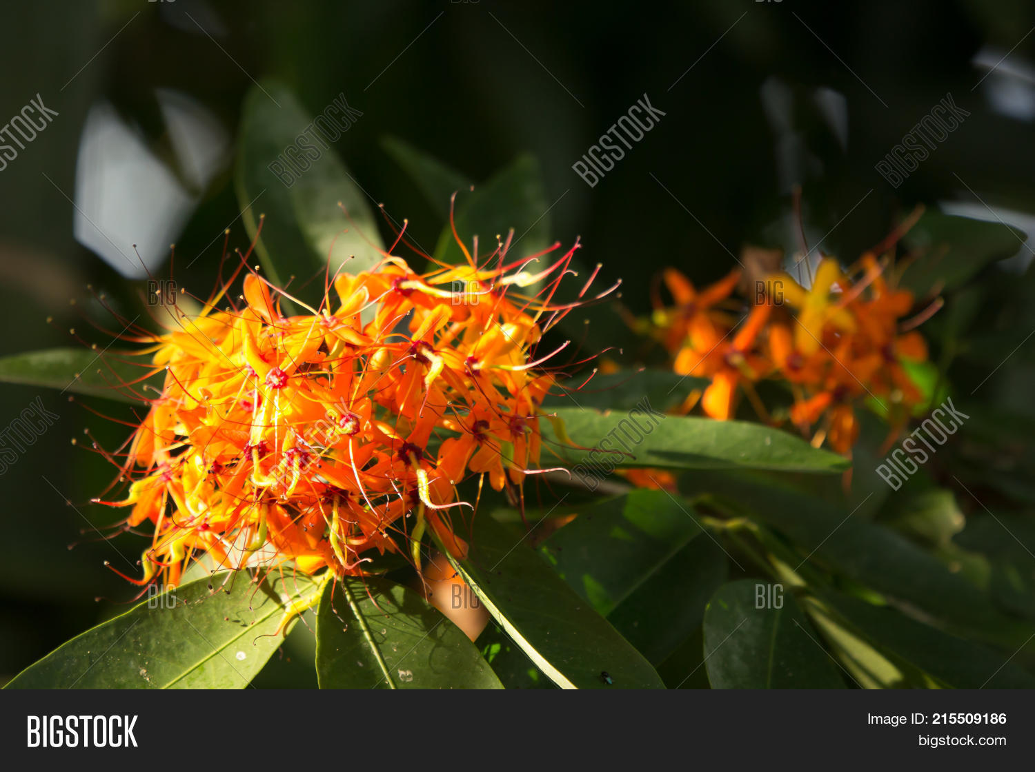 Orange Small Flower Image & Photo (Free Trial) | Bigstock