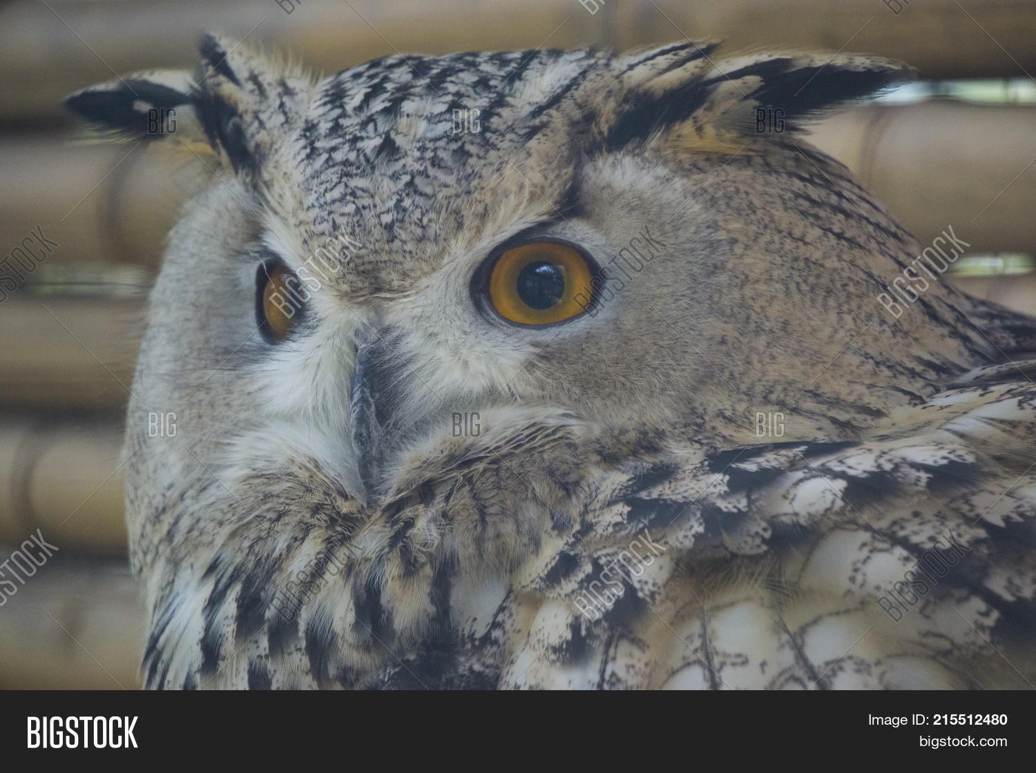 Owl Turning Head Back Image & Photo (Free Trial) | Bigstock