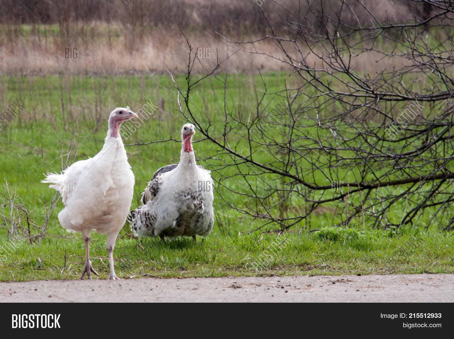Turkey Female Gobbler Image & Photo (Free Trial) | Bigstock