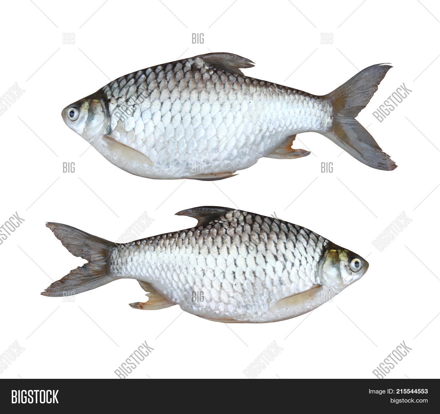 Silver Carp Freshwater Image & Photo (Free Trial) | Bigstock