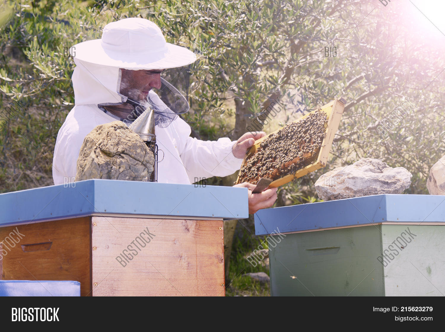 Honey Bee Keeper Image & Photo (Free Trial) | Bigstock