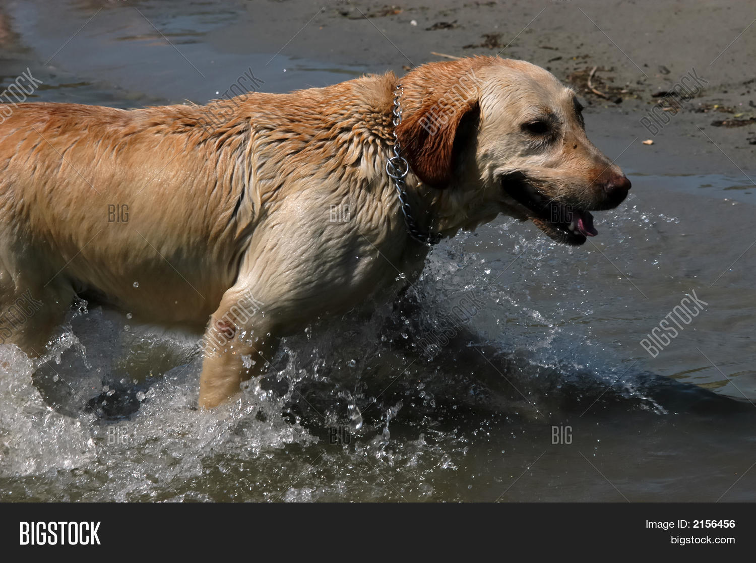 Happy Yellow Labrador Image & Photo (Free Trial) | Bigstock