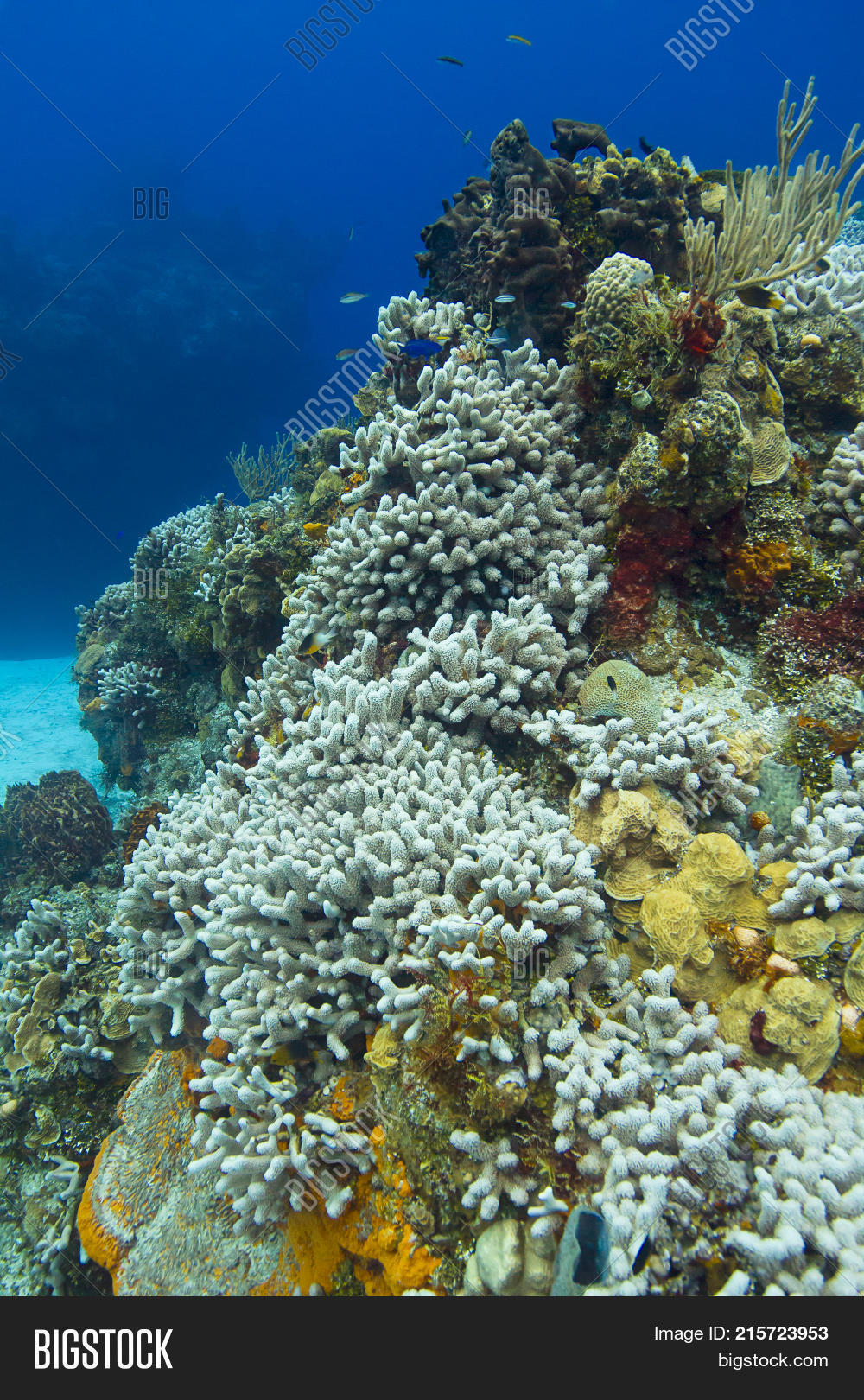 Dying Coral Reef Fish Image & Photo (Free Trial) | Bigstock