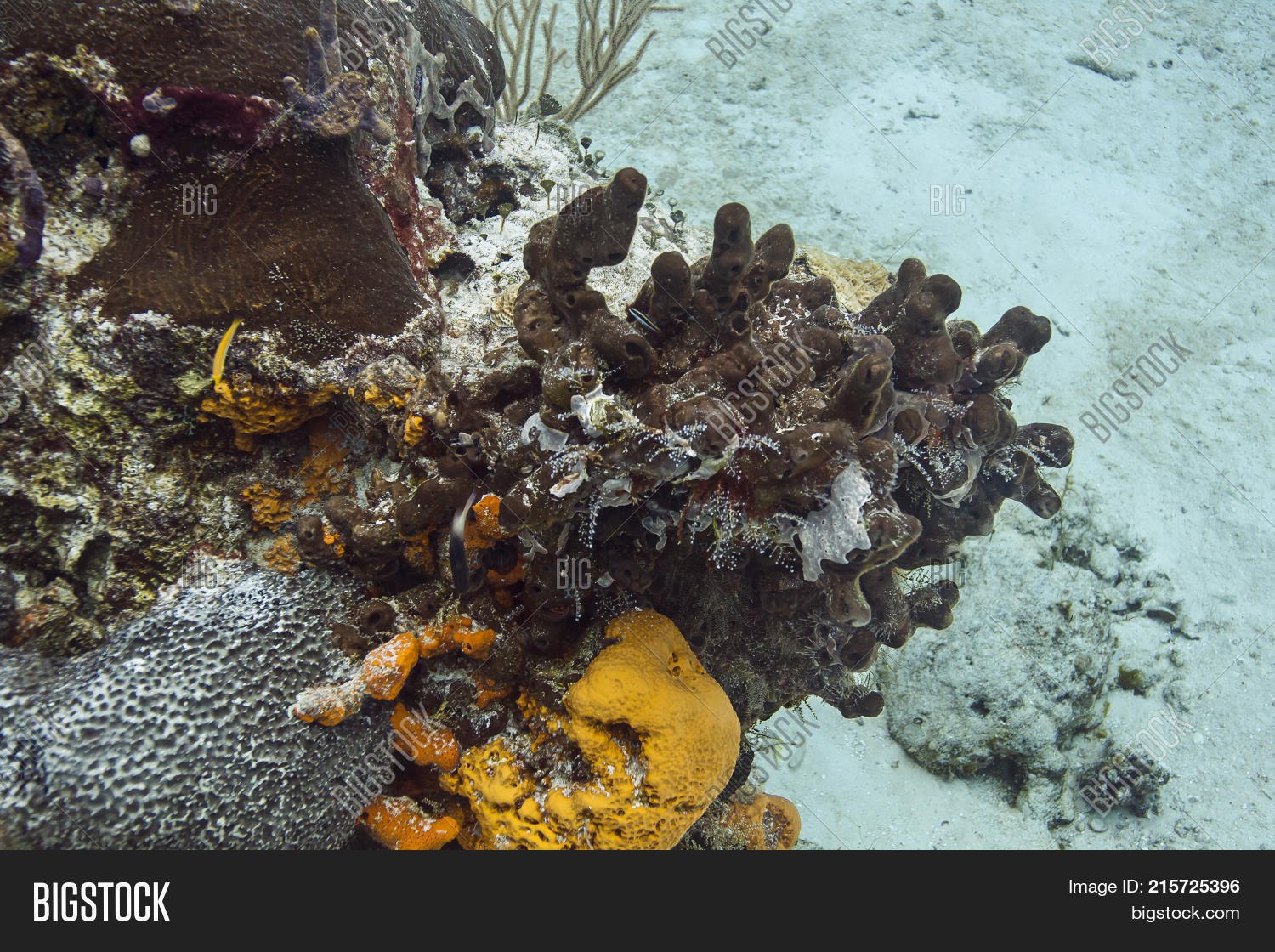 Sea Sponge Small Fish Image & Photo (Free Trial) | Bigstock
