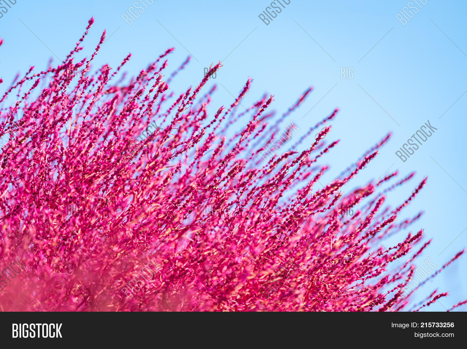 Kochia Cosmos Bush Image & Photo (Free Trial) | Bigstock