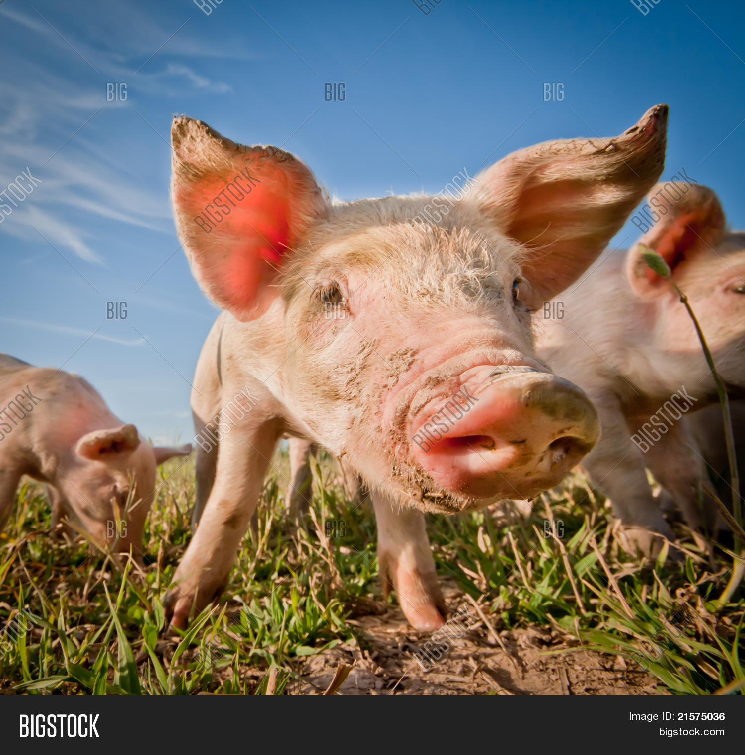 Cute Pig On Pigfarm Image & Photo (Free Trial) | Bigstock