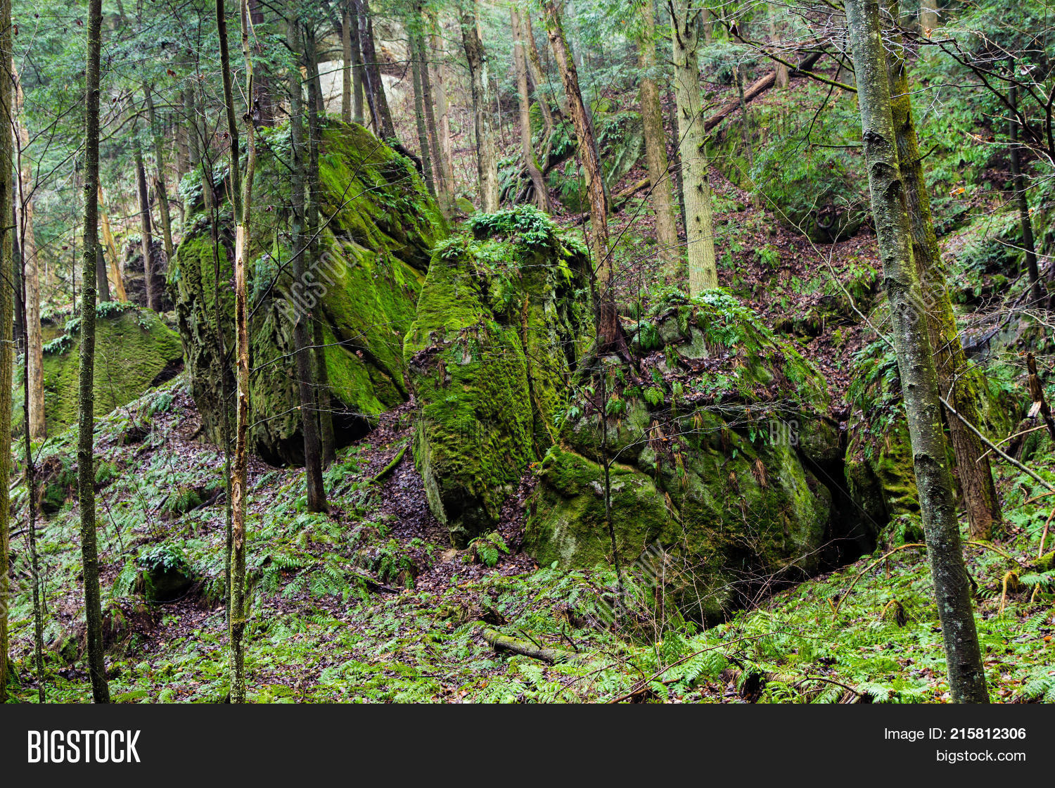 Ohio State Park Forest Image & Photo (Free Trial) | Bigstock