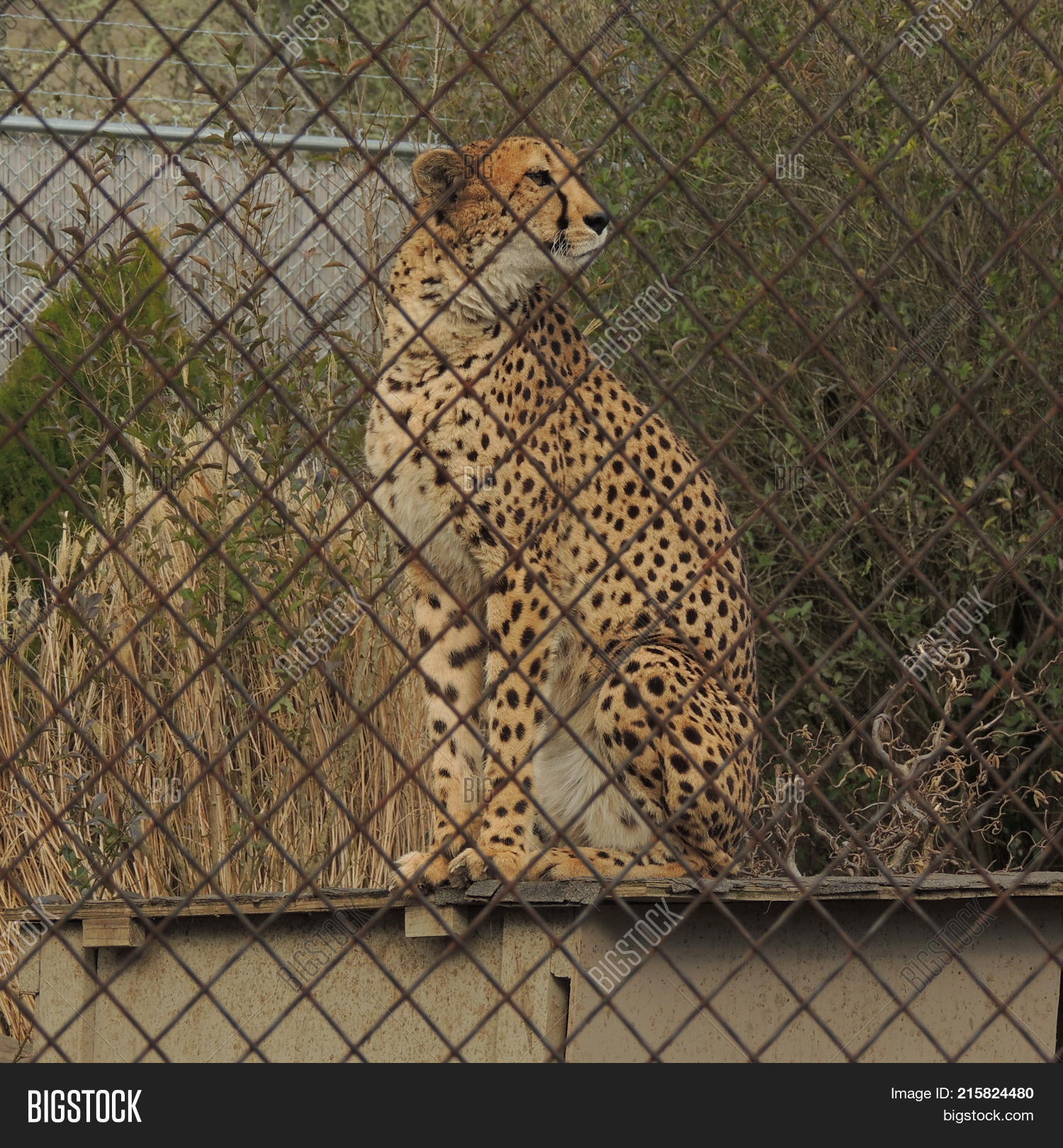 Cheetah Behind Chain Image & Photo (Free Trial) | Bigstock