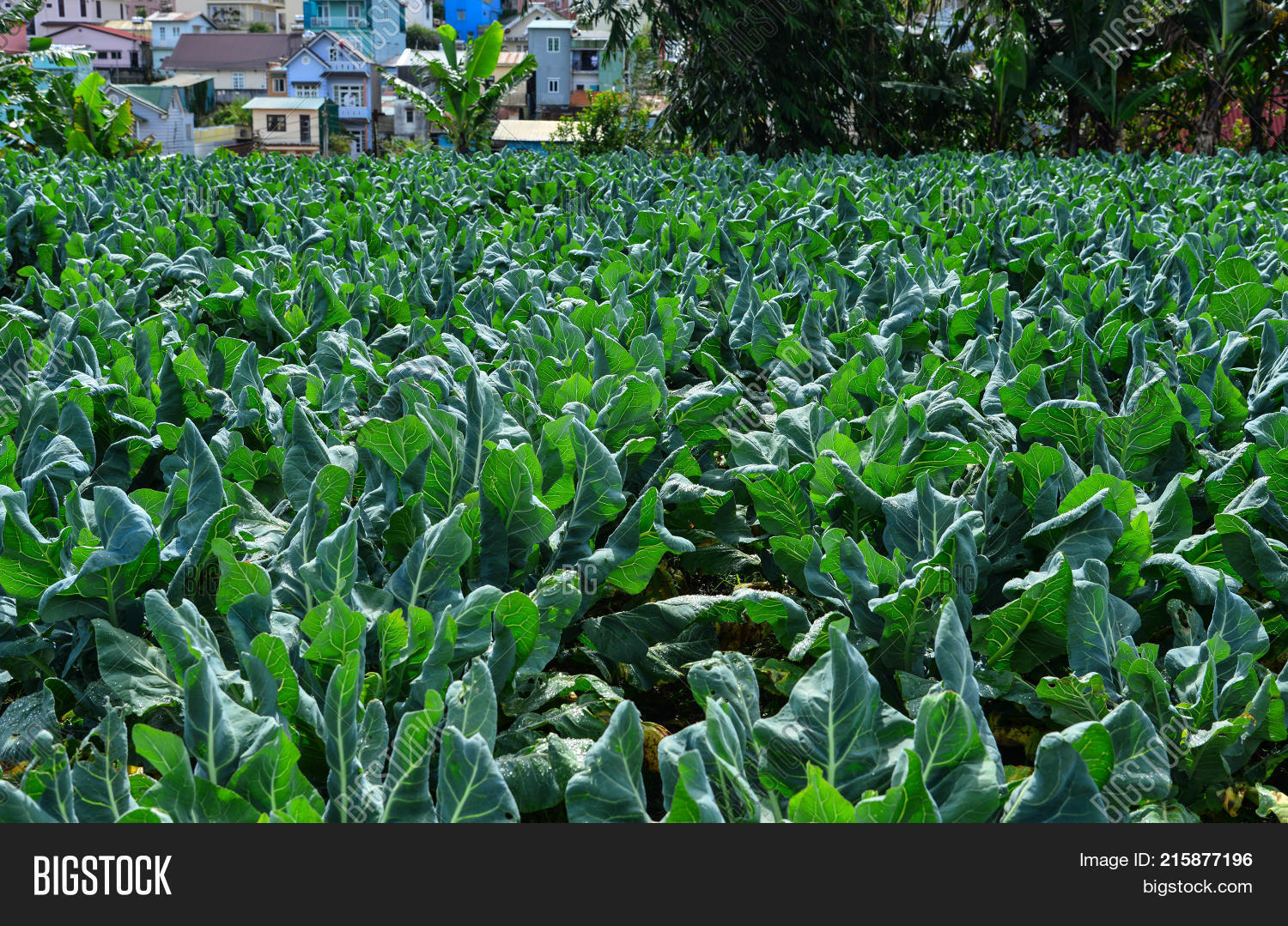 Vegetable Field On Image & Photo (Free Trial) | Bigstock