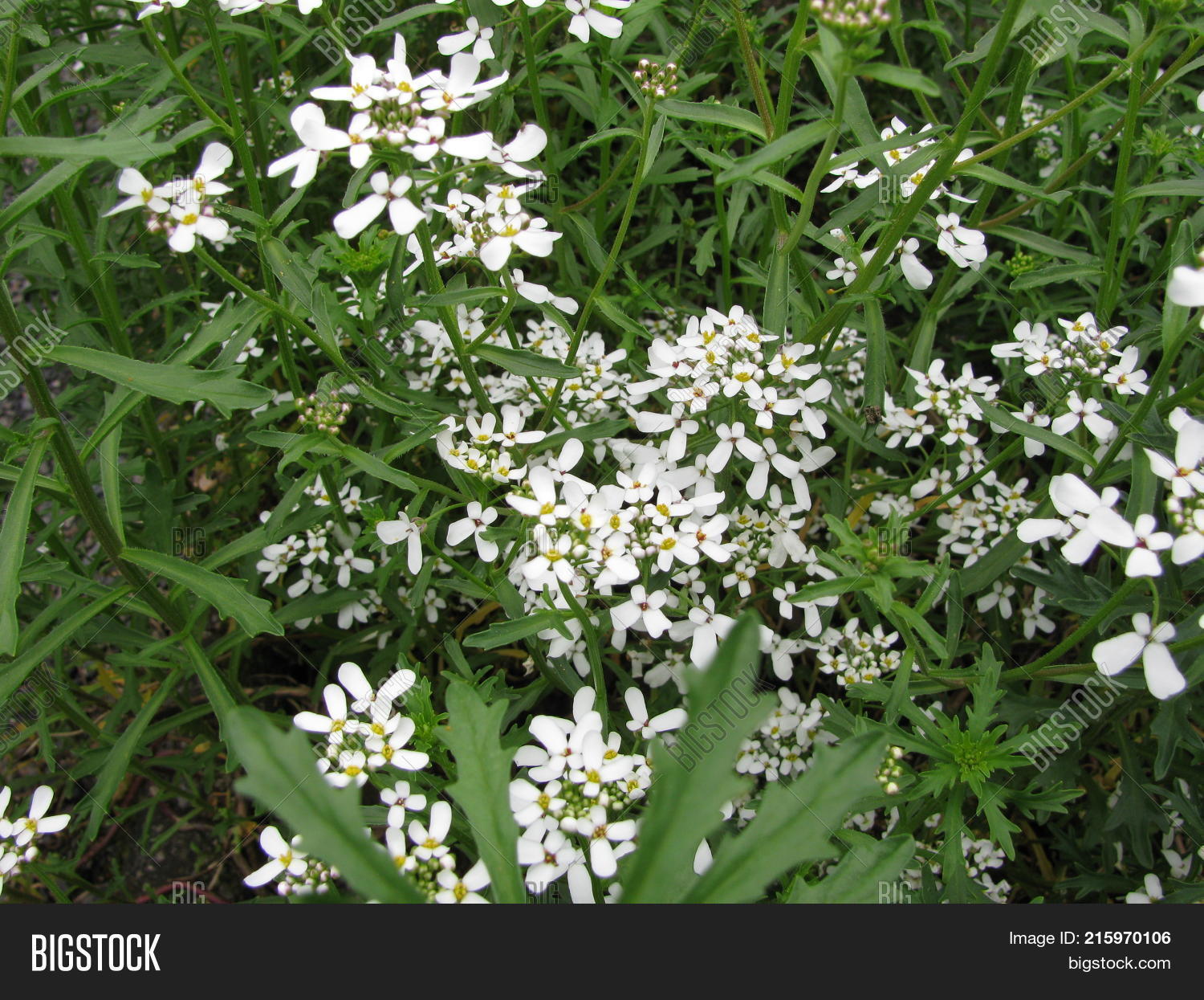 Flowering Iberis Amara Image & Photo (Free Trial) | Bigstock