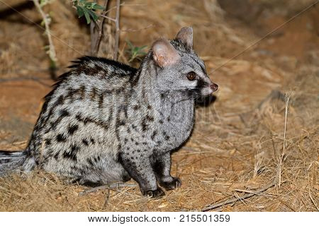 Large-spotted Genet ( Image & Photo (Free Trial) | Bigstock