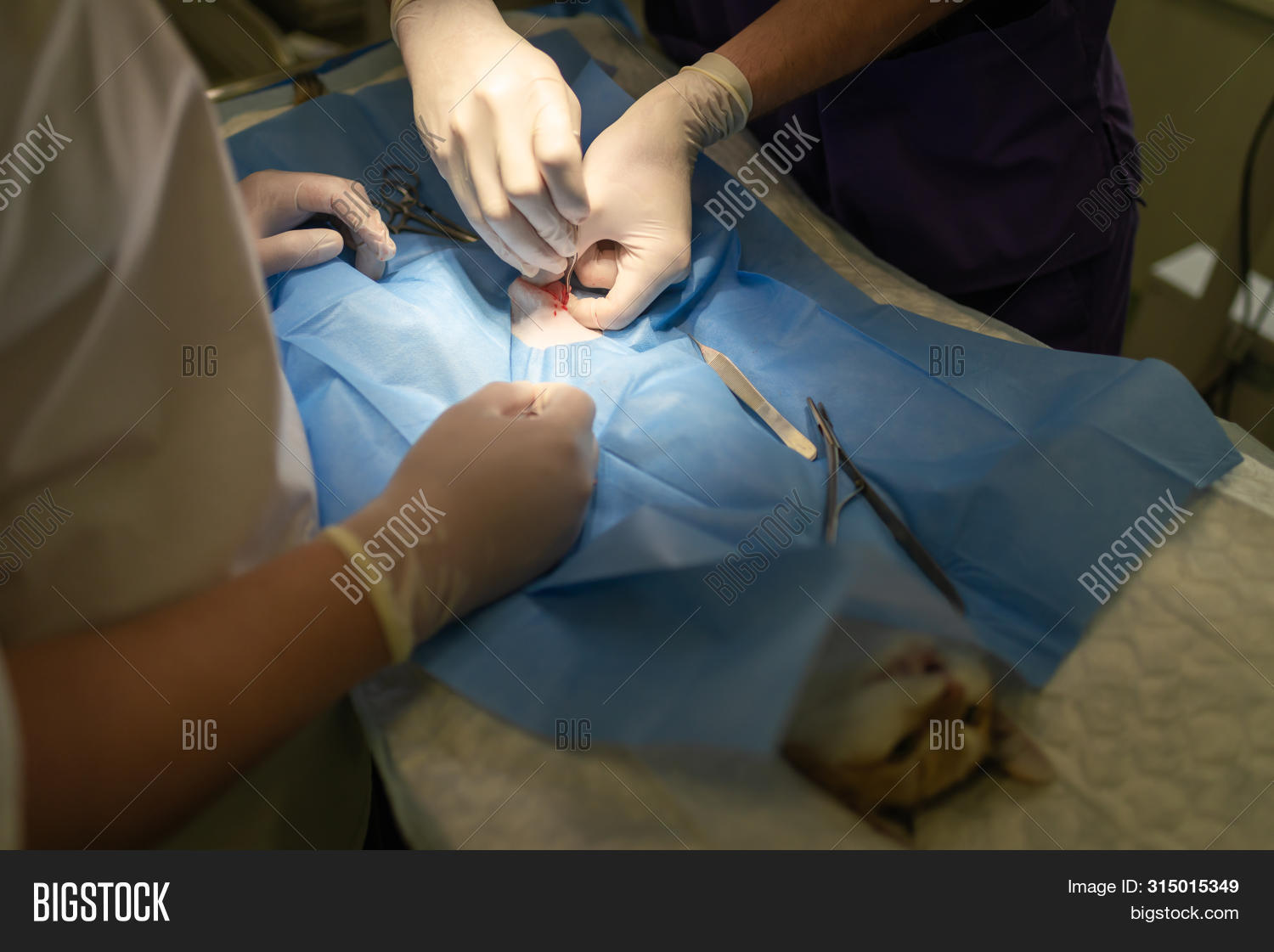 Vet Doing Operation Image & Photo (Free Trial) | Bigstock