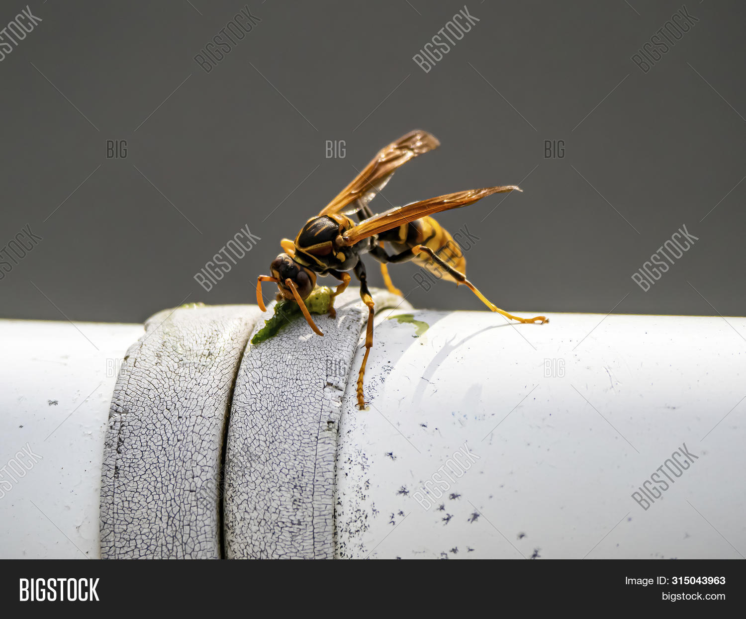 Japanese Paper Wasp, Image & Photo (Free Trial) | Bigstock