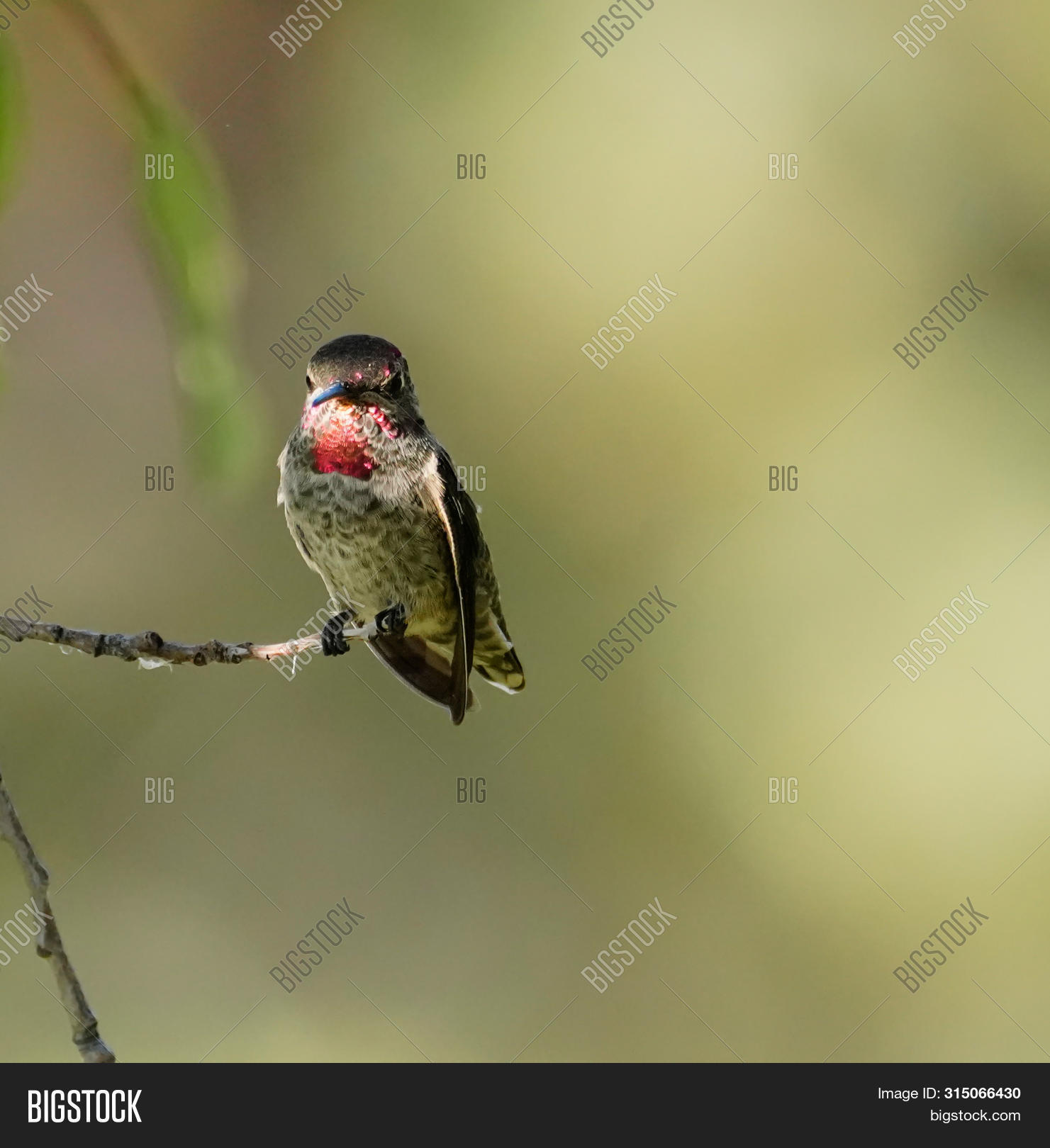 Small Hummingbird Sits Image & Photo (Free Trial) | Bigstock