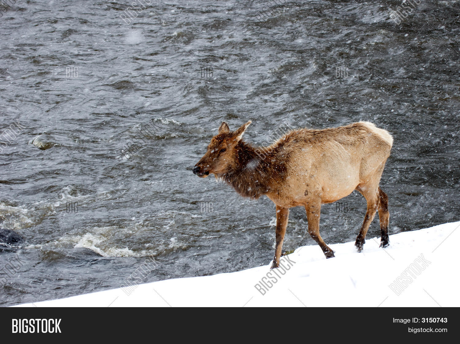 Elk Snowstorm Image & Photo (Free Trial) | Bigstock