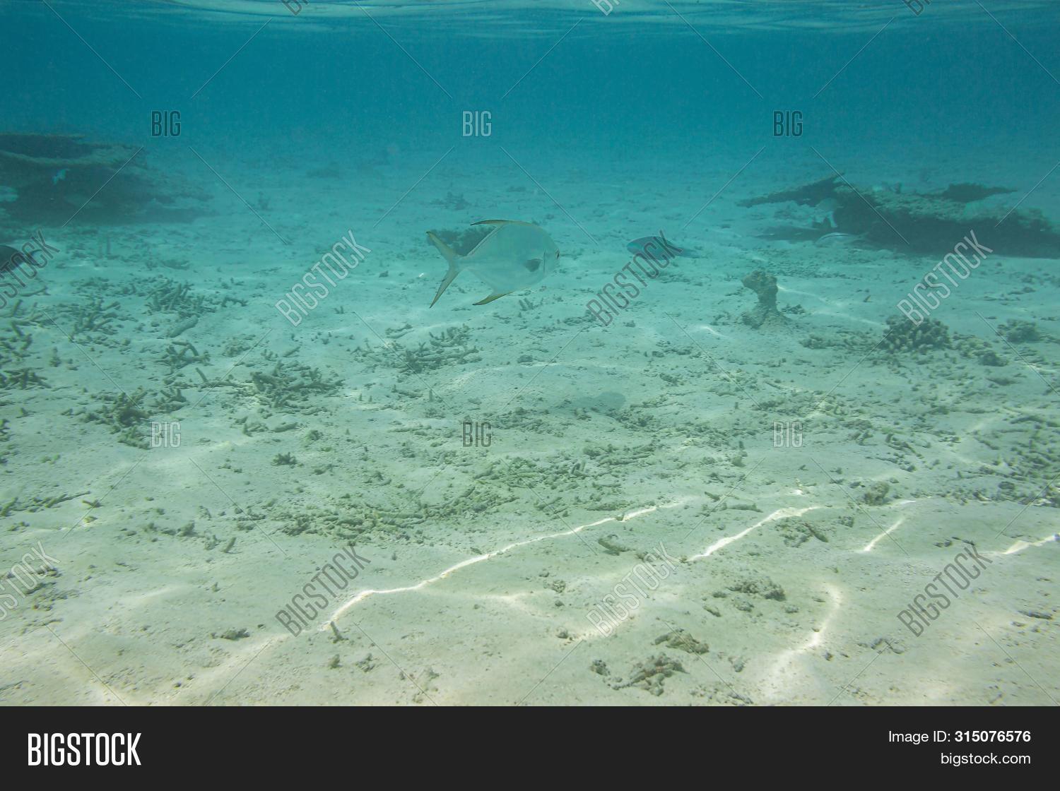 Underwater View Dead Image & Photo (Free Trial) | Bigstock