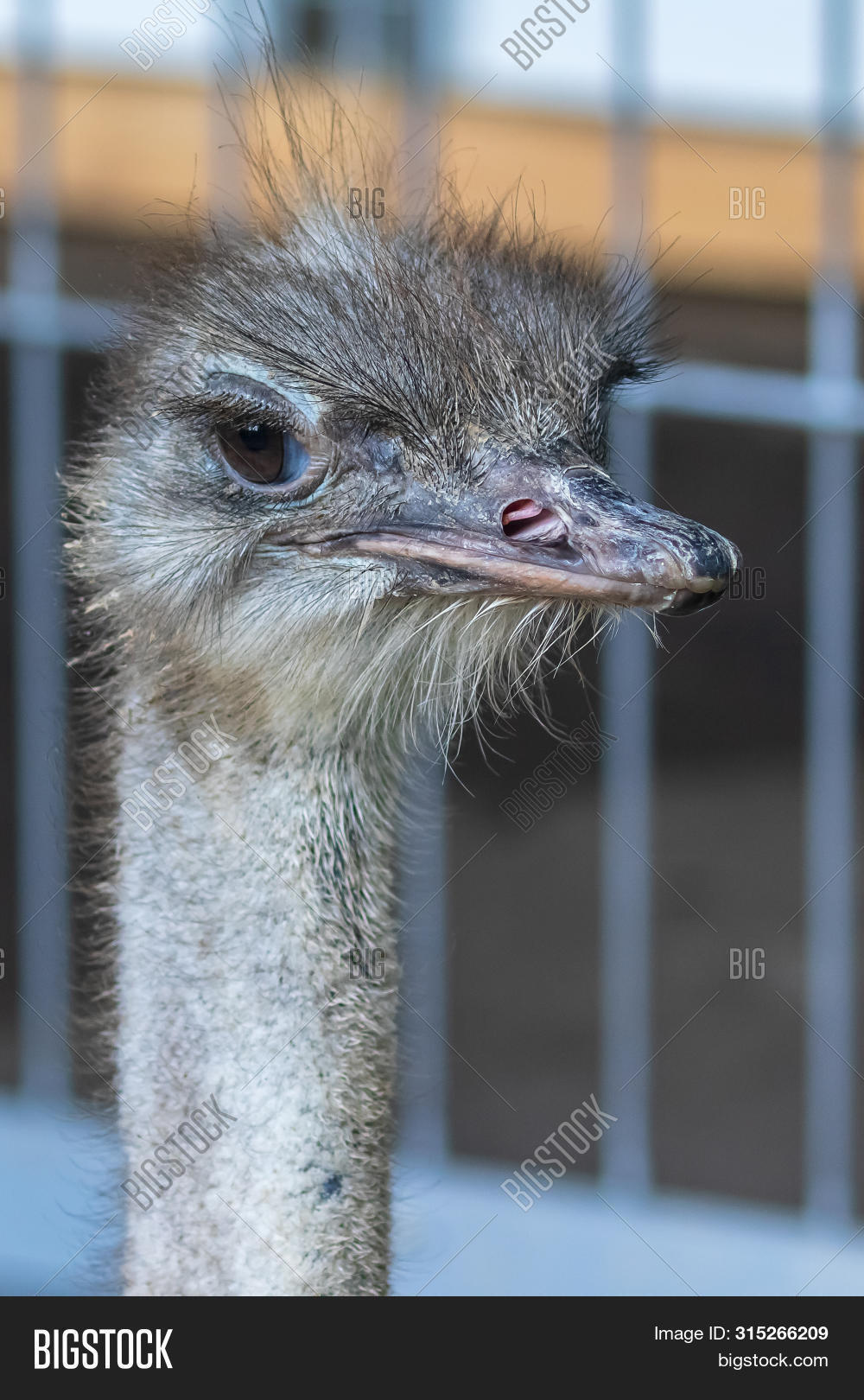 Fluffy Ostrich Big Image & Photo (Free Trial) | Bigstock