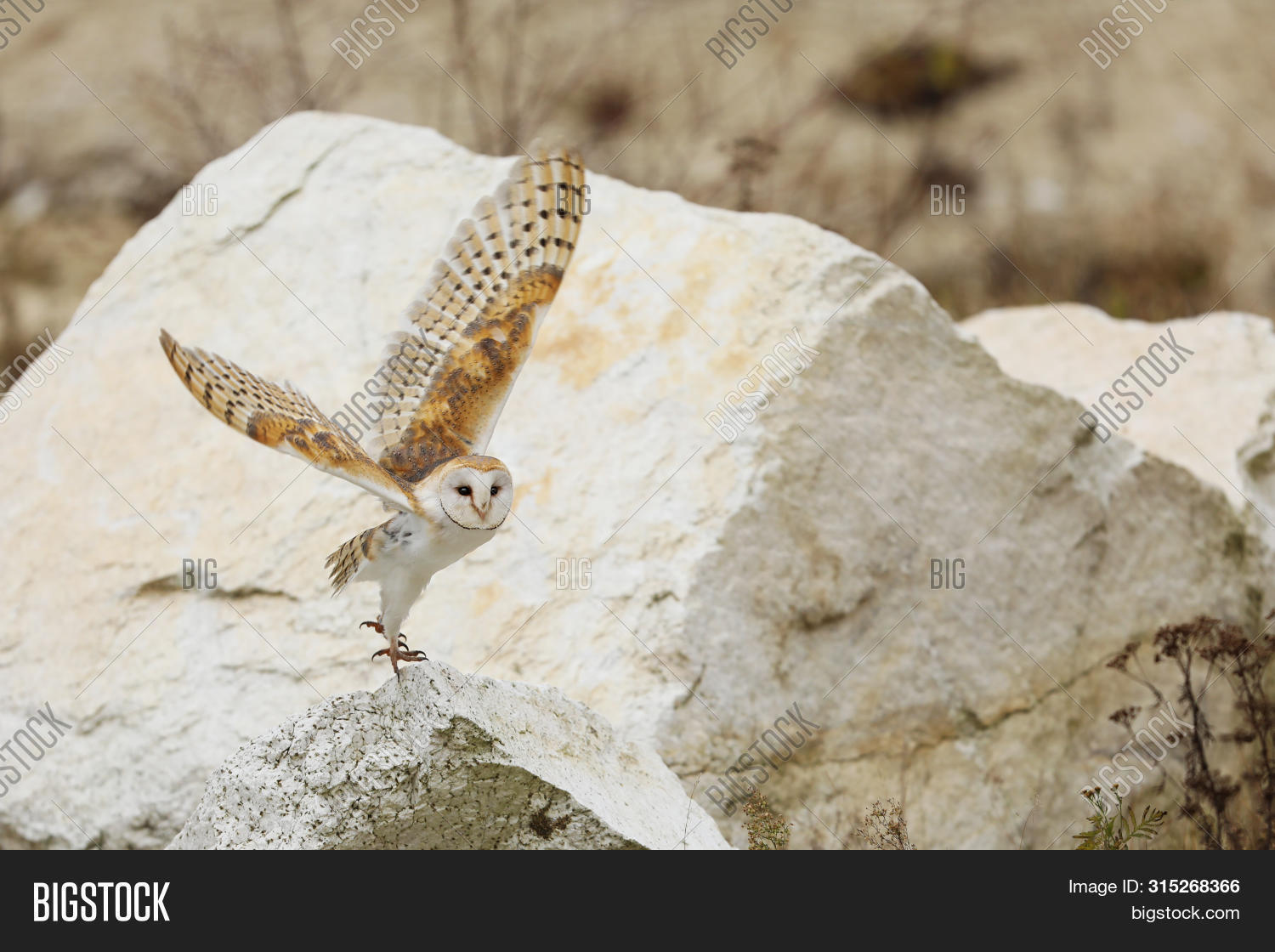 Barn Owl Most Image & Photo (Free Trial) | Bigstock