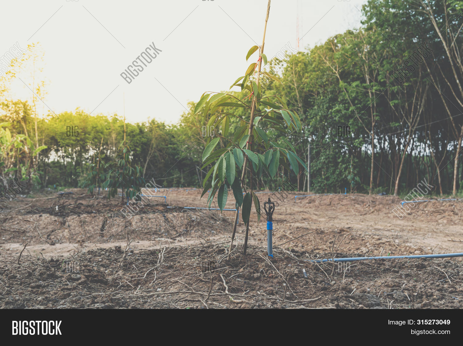 Durian Seedling Image & Photo (Free Trial) | Bigstock