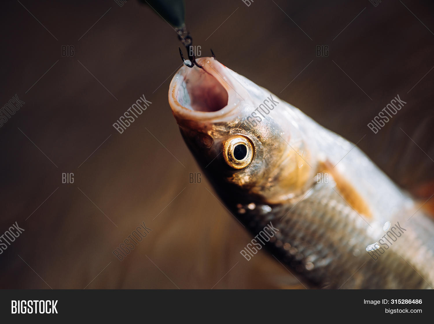 Fly Fishing. Catching Image & Photo (Free Trial) | Bigstock